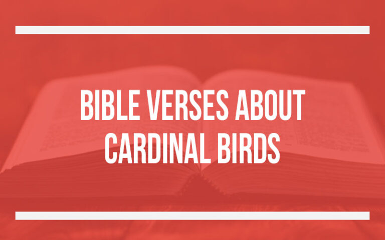 40 Bible Verses About Cardinal Birds - Holy Bible Word